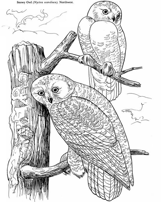 Pássaros de Audubon para Colorir Audubon’s Birds Coloring Pages | UniPlanet