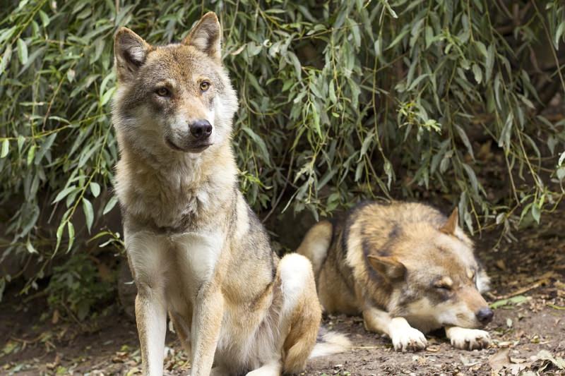 Após 200 anos, Dinamarca volta a ter uma alcateia de lobos selvagens ...